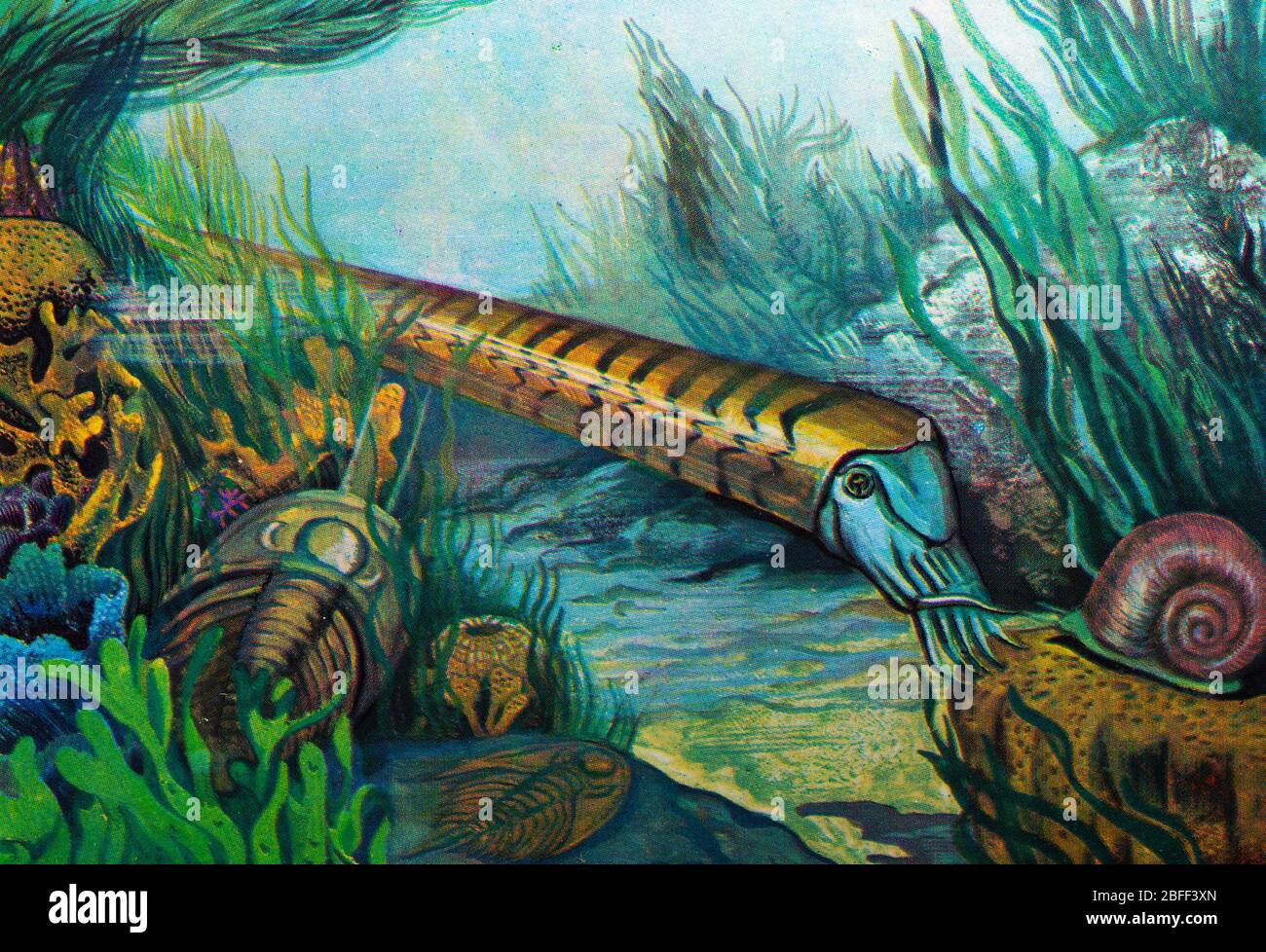 Cephalopod mollusc, prehistoric animal Stock Photo - Alamy