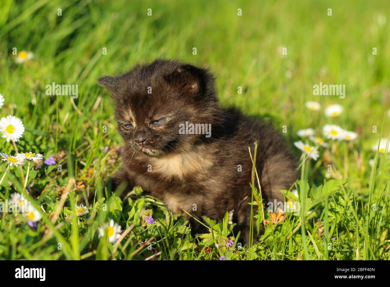 The portrait of a young three weeks old kitten in the grass and flowers ...