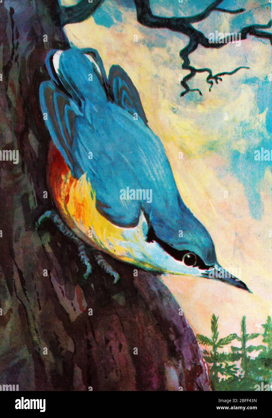 Eurasian nuthatch, wood nuthatch, Sitta europaea Stock Photo - Alamy