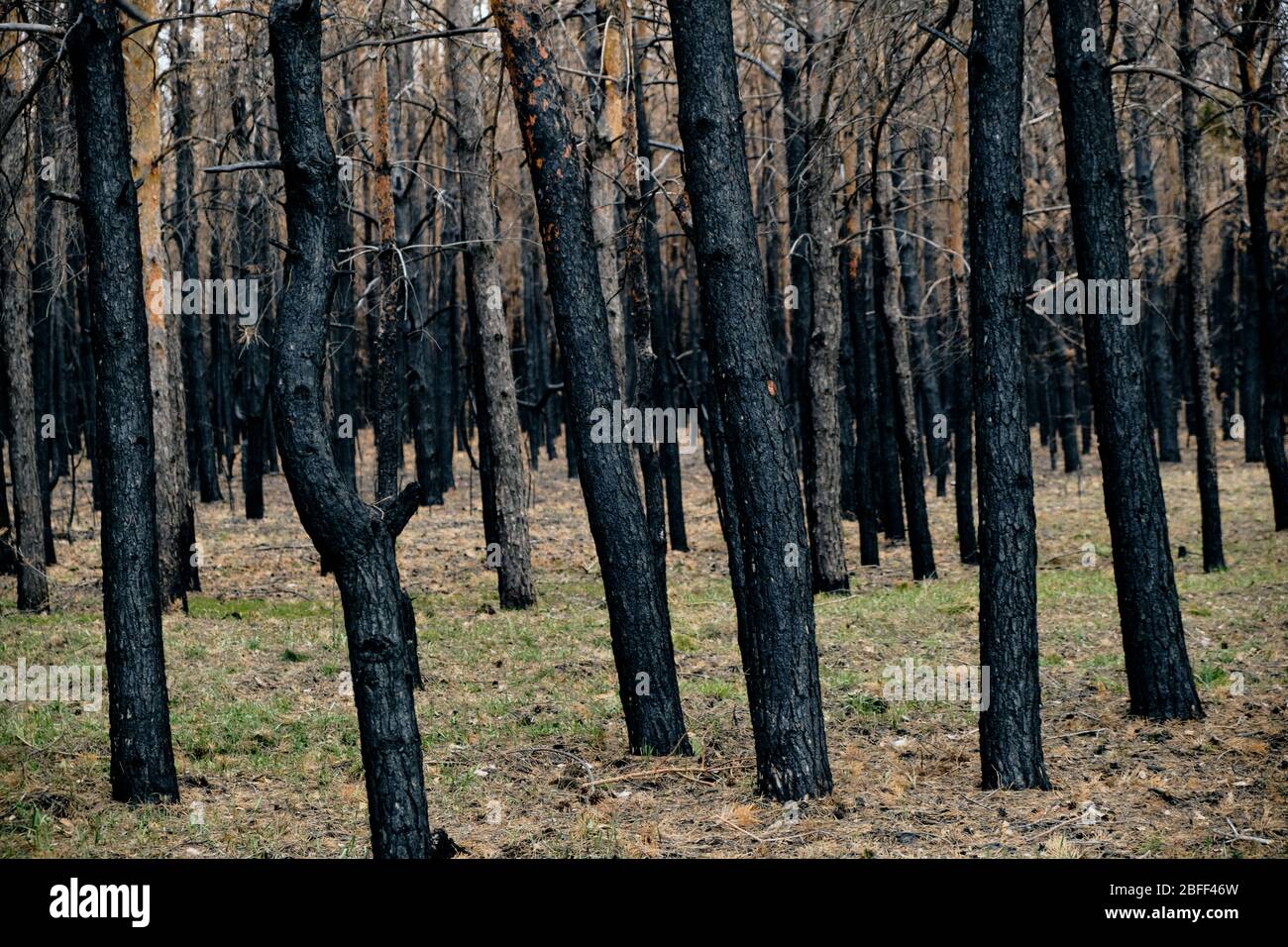 Burned forest, charred trees, forest fires and environmental disaster ...