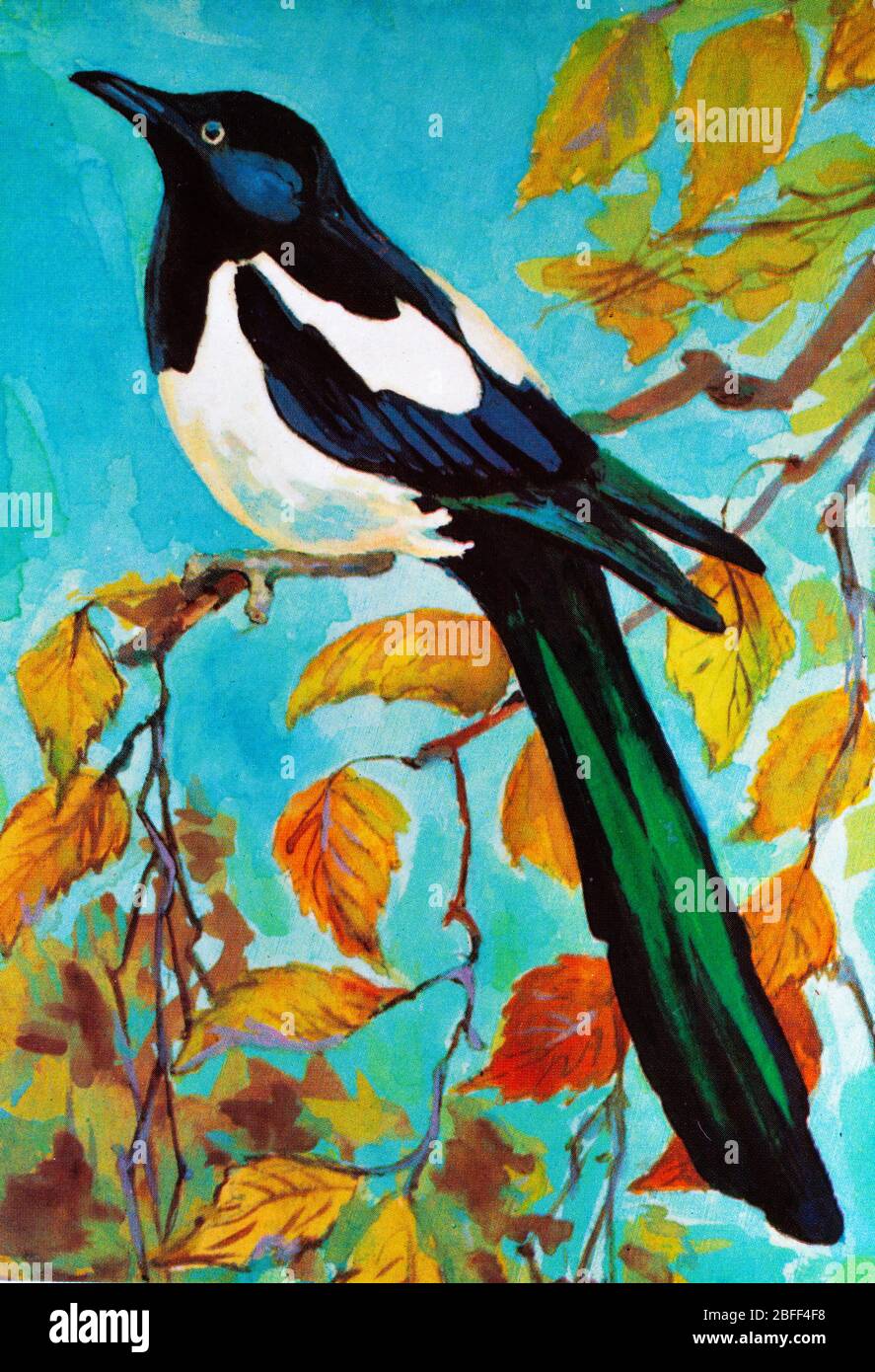 Eurasian magpie, common magpie, Pica pica Stock Photo - Alamy