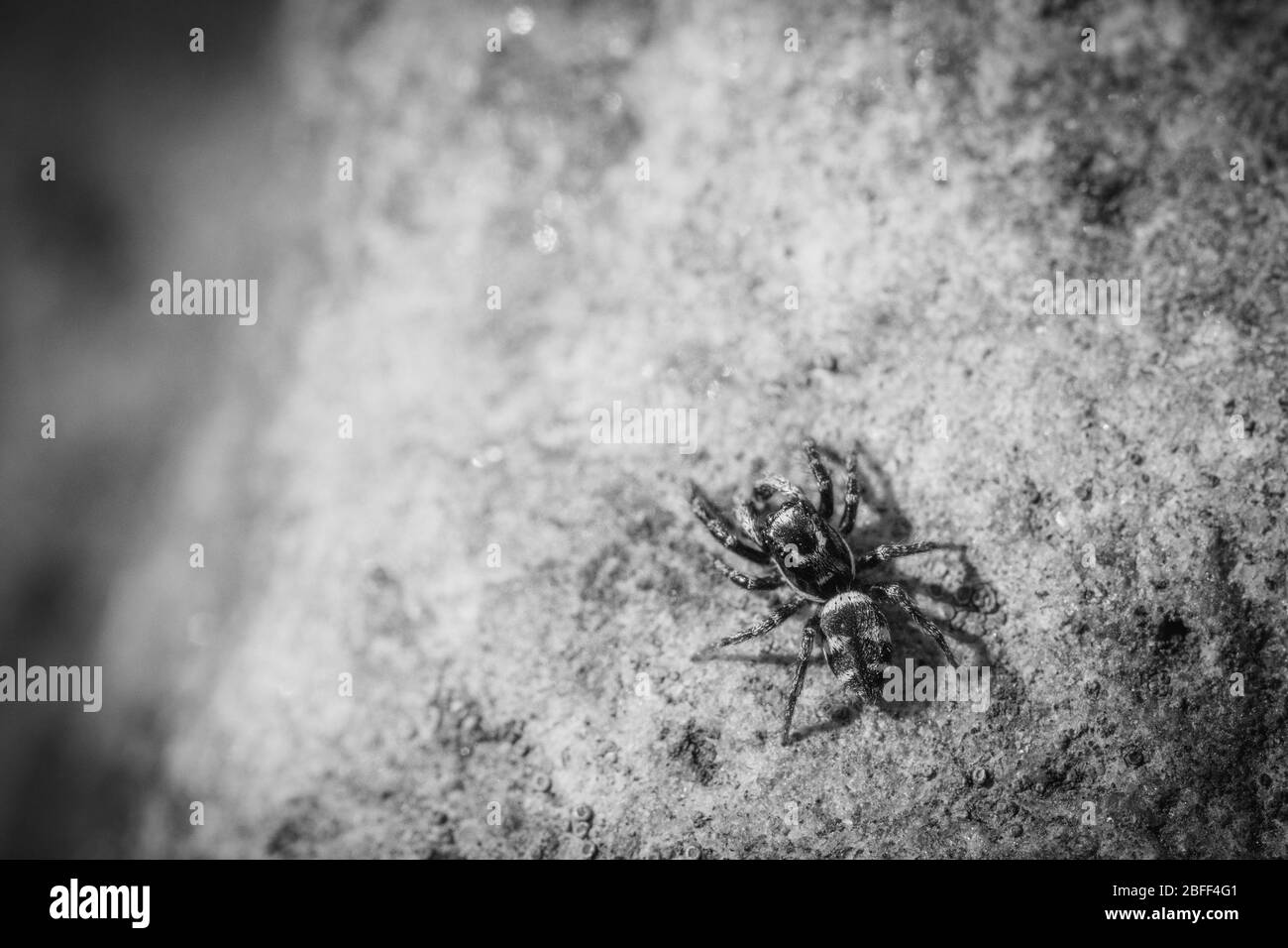 a tiny zebra-jumping spider sits on a field stone Stock Photo - Alamy