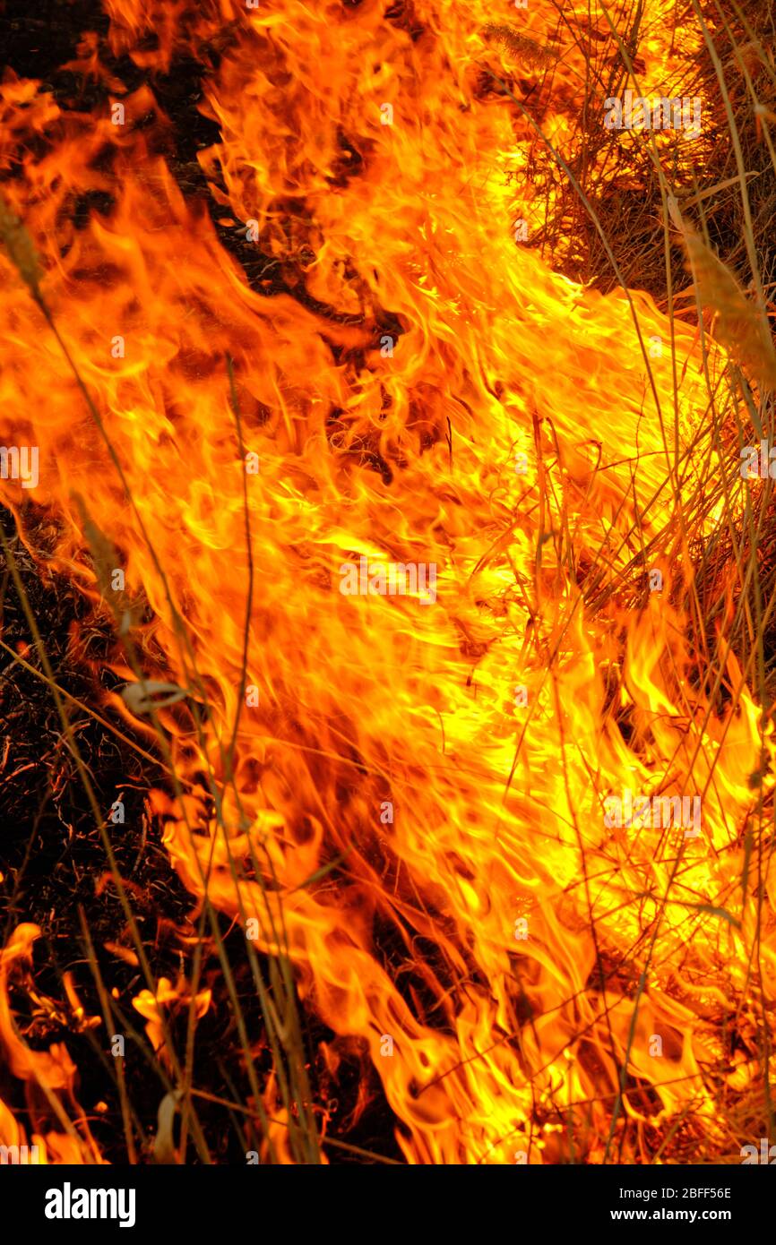 Background, red flames strong fire, burning dry grass, emergency Stock ...