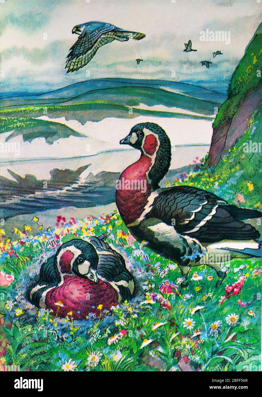 Red-breasted goose, Branta ruficollis Stock Photo - Alamy