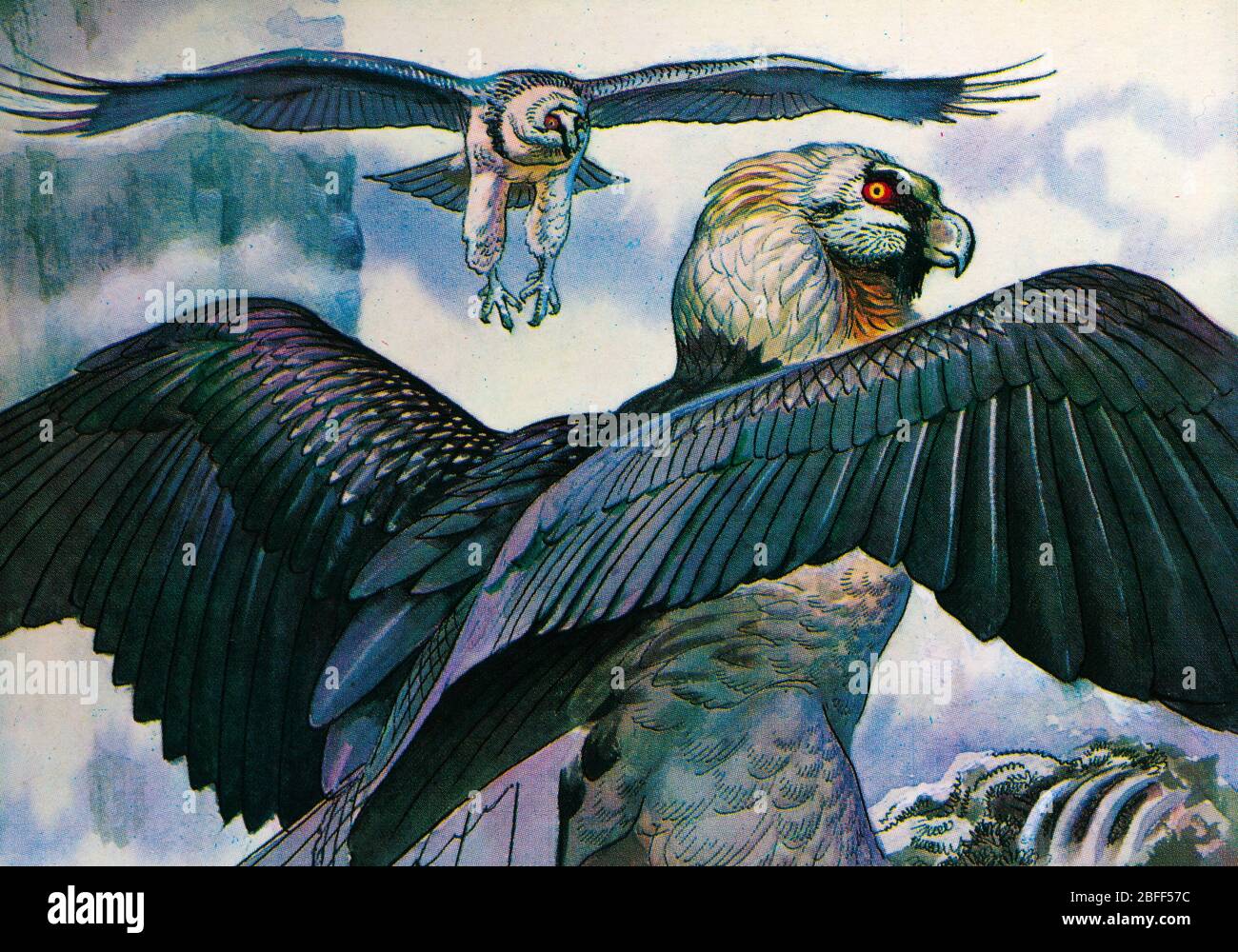 Bearded vulture, Gypaetus barbatus, lammergeier, lammergeyer, ossifrage ...