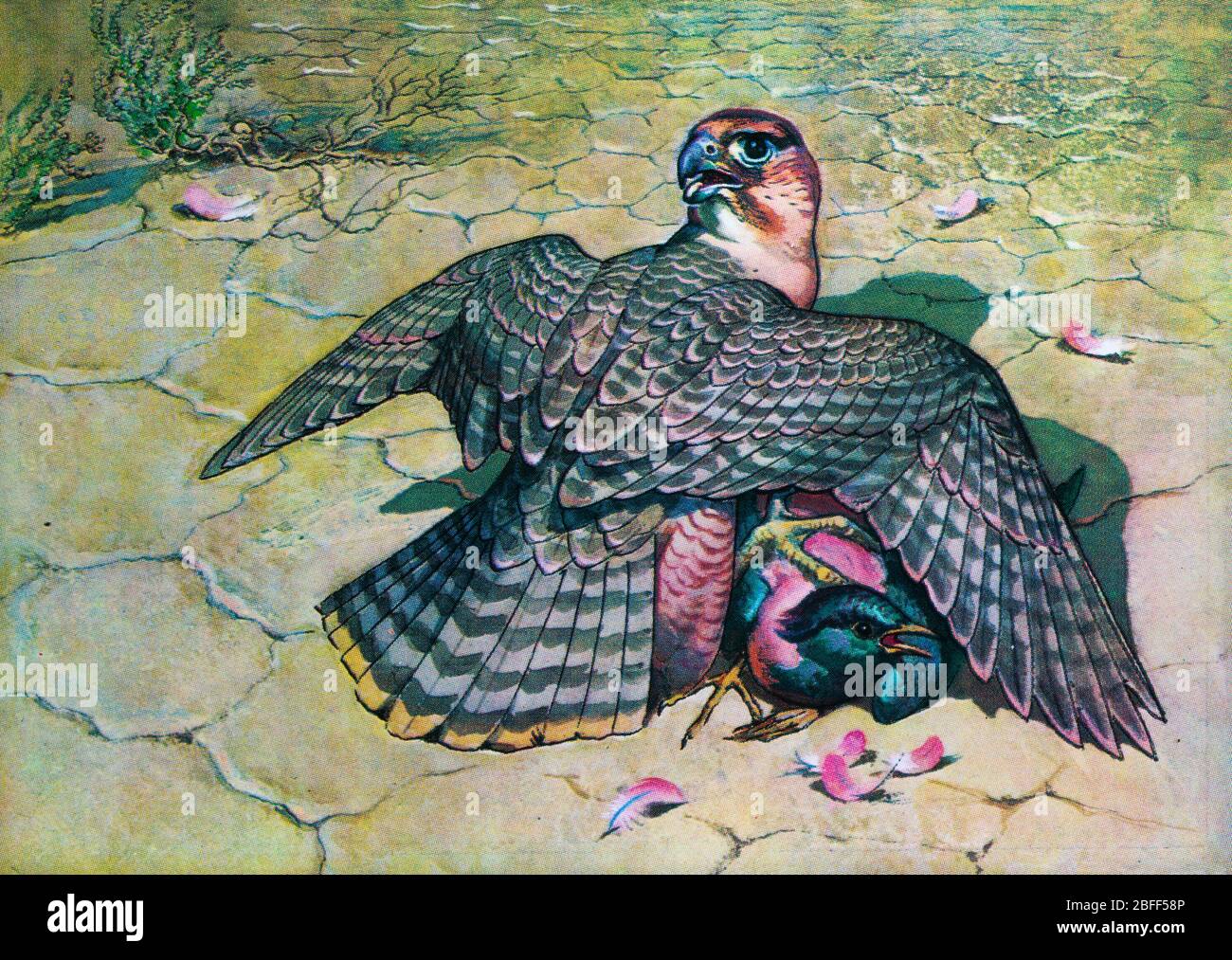 Barbary falcon, Falco peregrinus pelegrinoides Stock Photo - Alamy