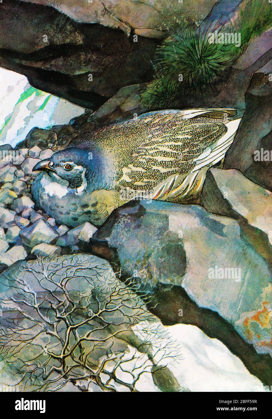 Caspian snowcock, Tetraogallus caspius Stock Photo - Alamy