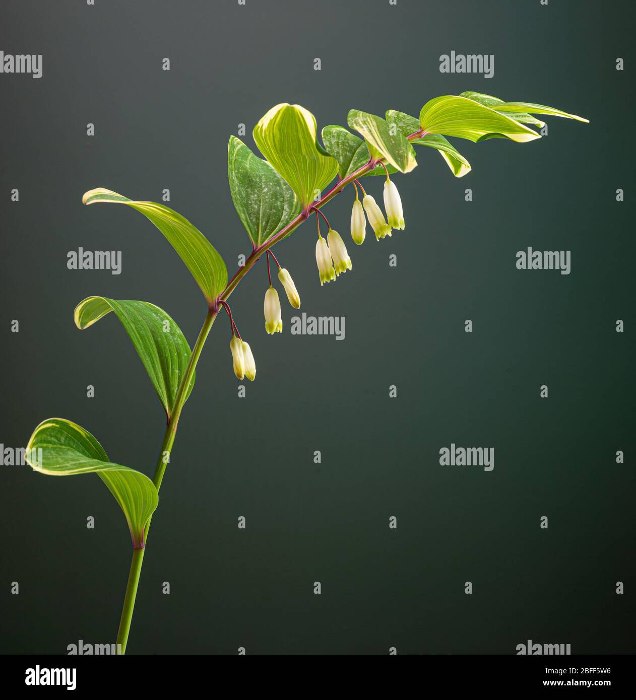 Falcatum hi-res stock photography and images - Alamy