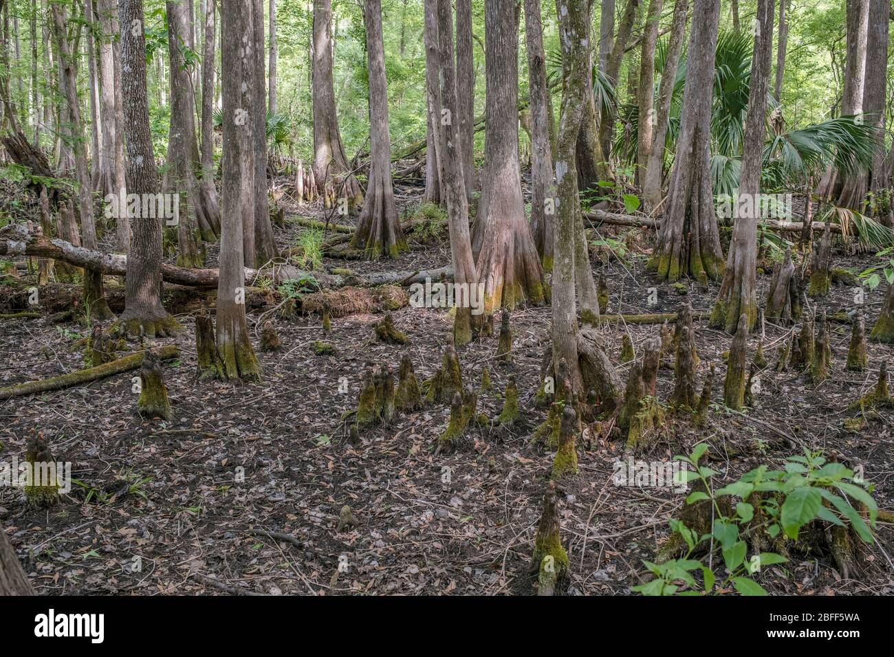 Dry Swamp High Resolution Stock Photography and Images - Alamy
