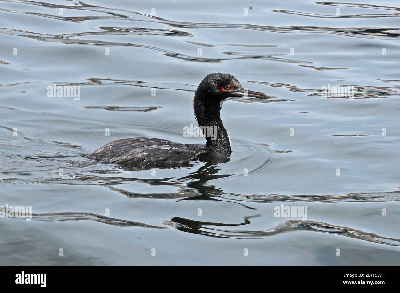 Guanay Cormorant (Phalacrocorax bougainvilliorum) adult swimming in sea ...