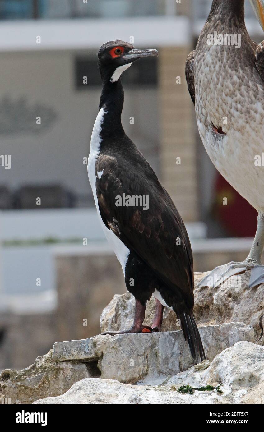 Guanay Cormorant (Phalacrocorax bougainvilliorum) adult standing on ...