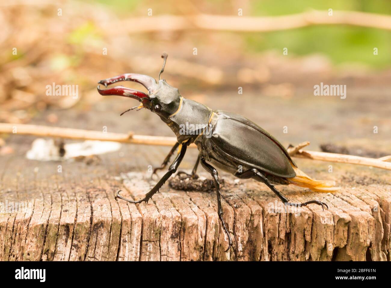 Male stag beetle (Lucanus cervus) on tree stump. Nr. Wilsey, Surrey, UK ...