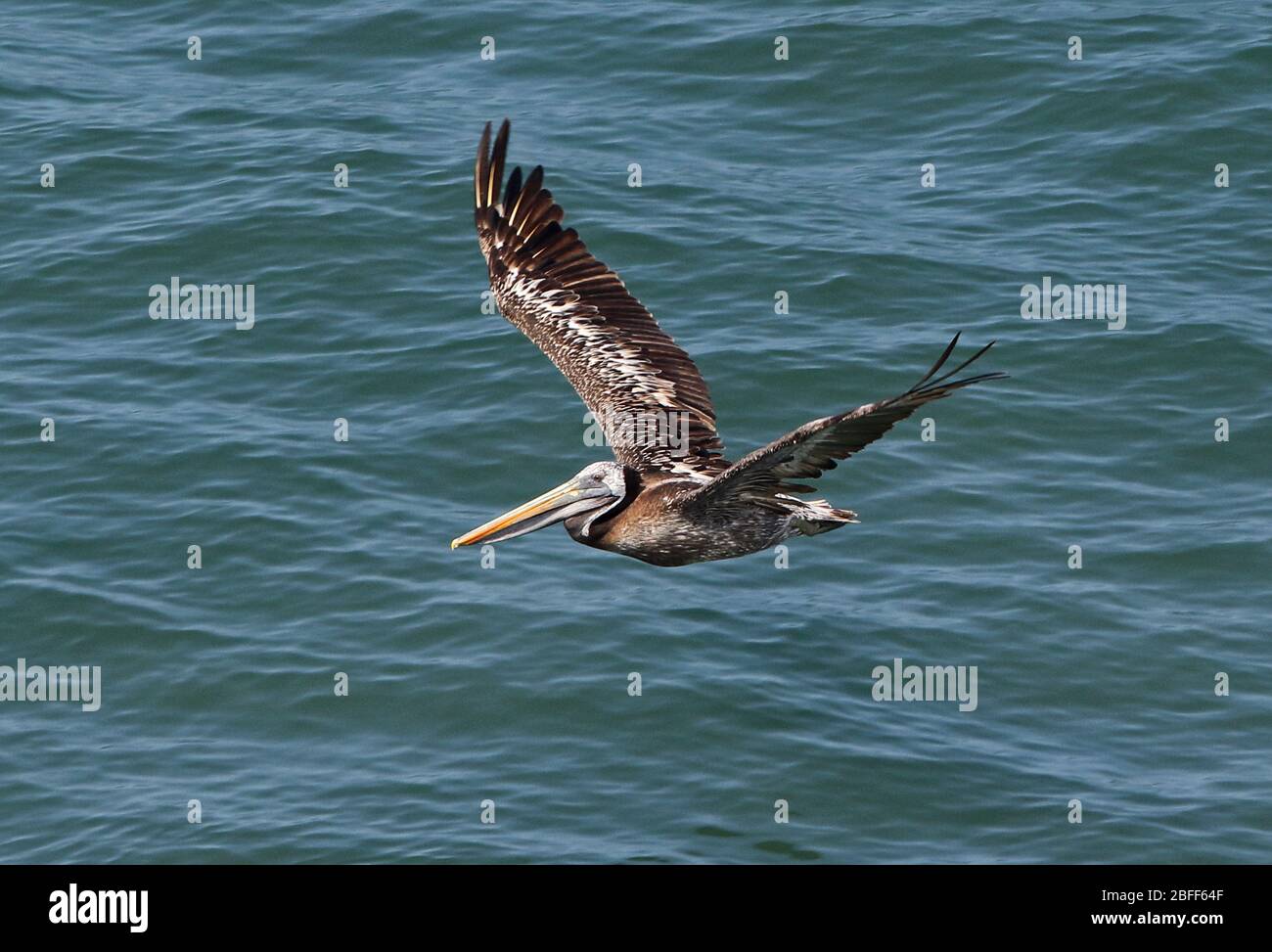 Peruvian Pelican (Pelecanus thagus) immature in flight over the sea ...