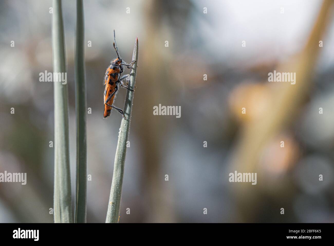 a fire bug is hanging from the tip of a blade of grass Stock Photo - Alamy