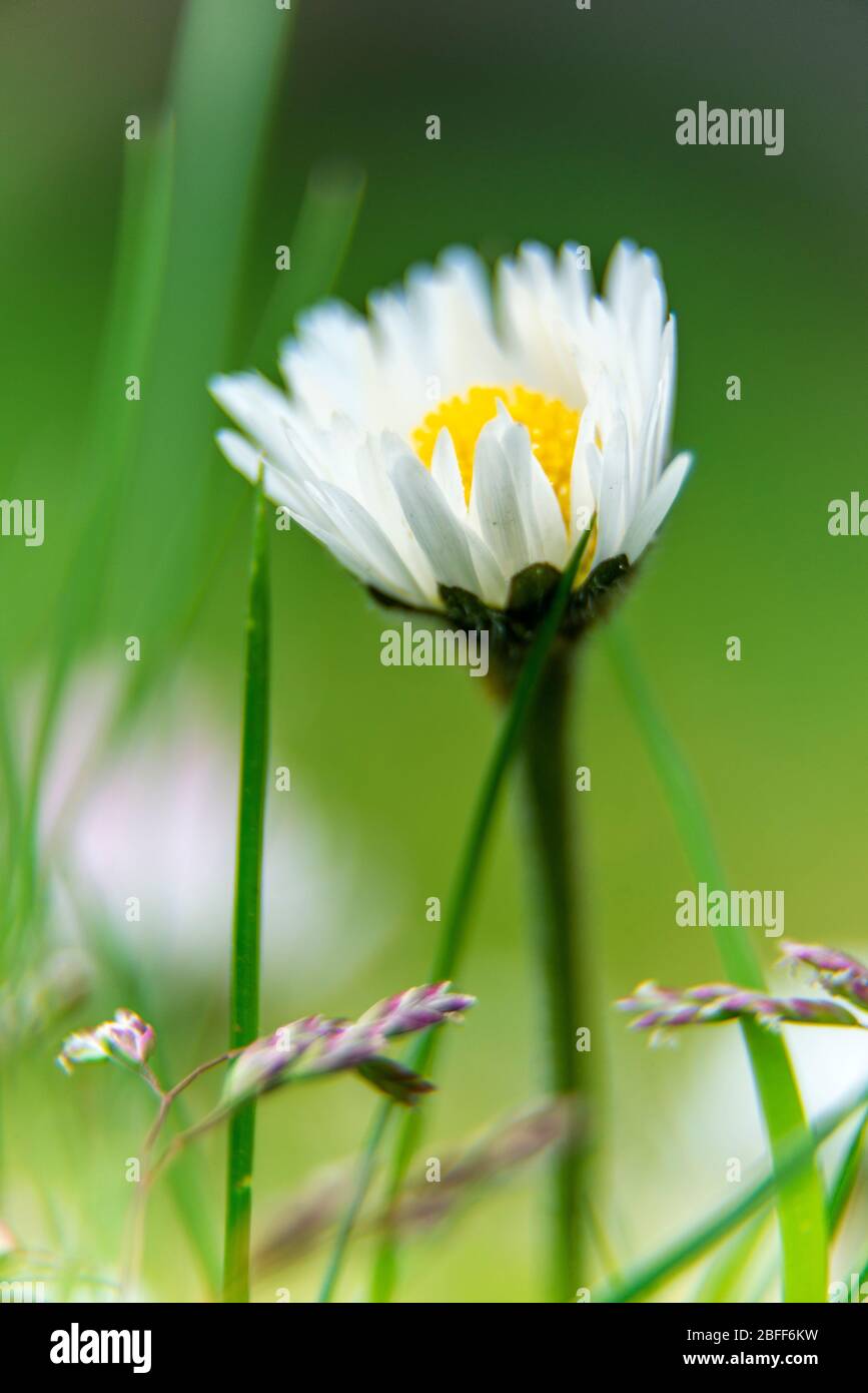 White daisy macro photography Stock Photo - Alamy