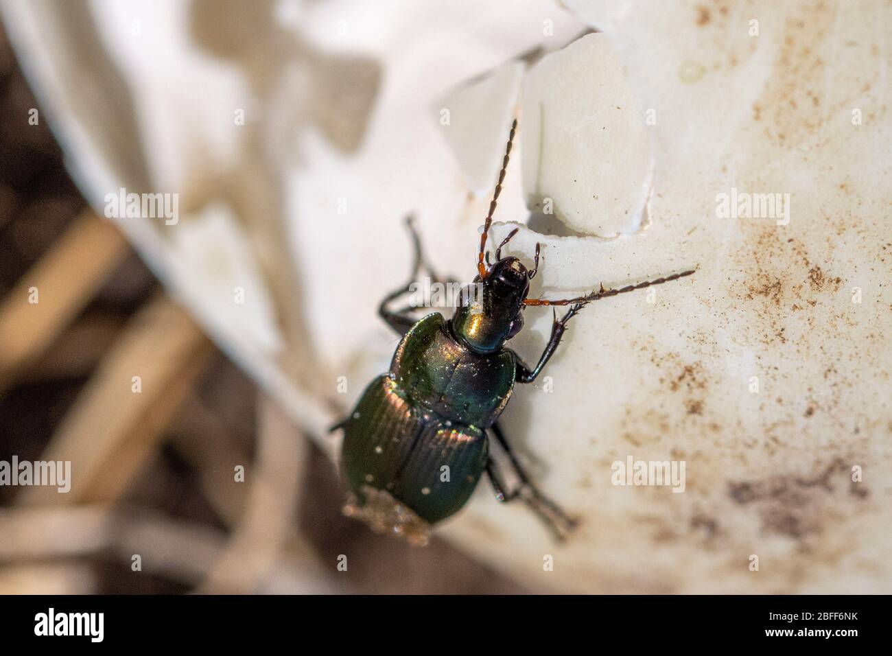 a Poecilus cupreus beetle crawls on a broken goose egg Stock Photo - Alamy
