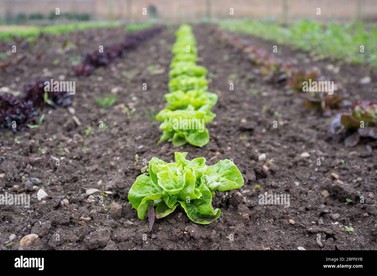 Lettuce row hi-res stock photography and images - Alamy