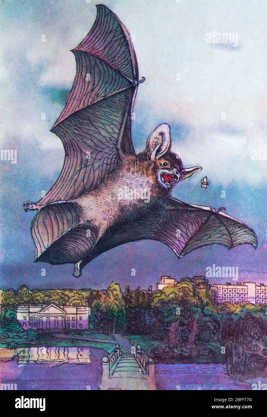 Common noctule, Nyctalus noctula Stock Photo - Alamy