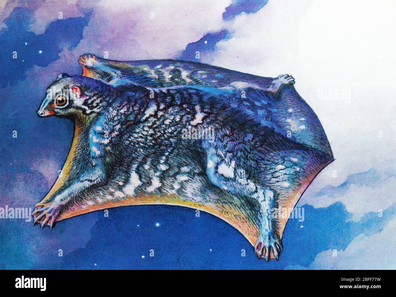 Philippine Flying Lemur