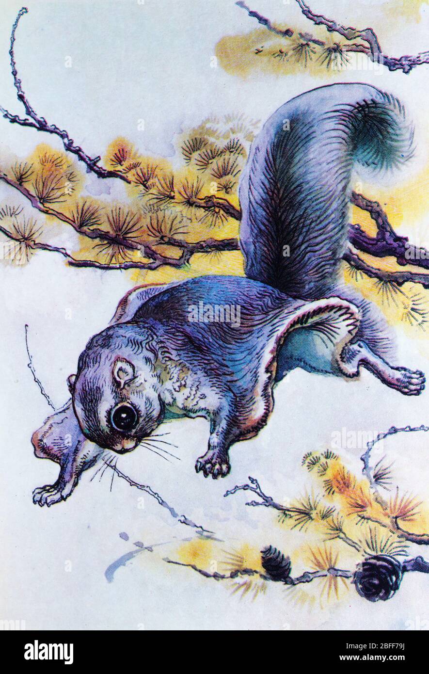 Flying squirrel, Pteromyini, Petauristini Stock Photo - Alamy