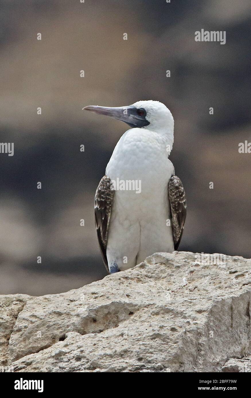 Peruvian Booby (Sula variegata) adult standing on ledge on cliff Pucusana, Peru March Stock ...