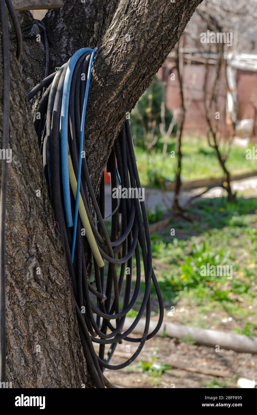 A garden hoses hangs in a tree and is ready to be used for garden ...