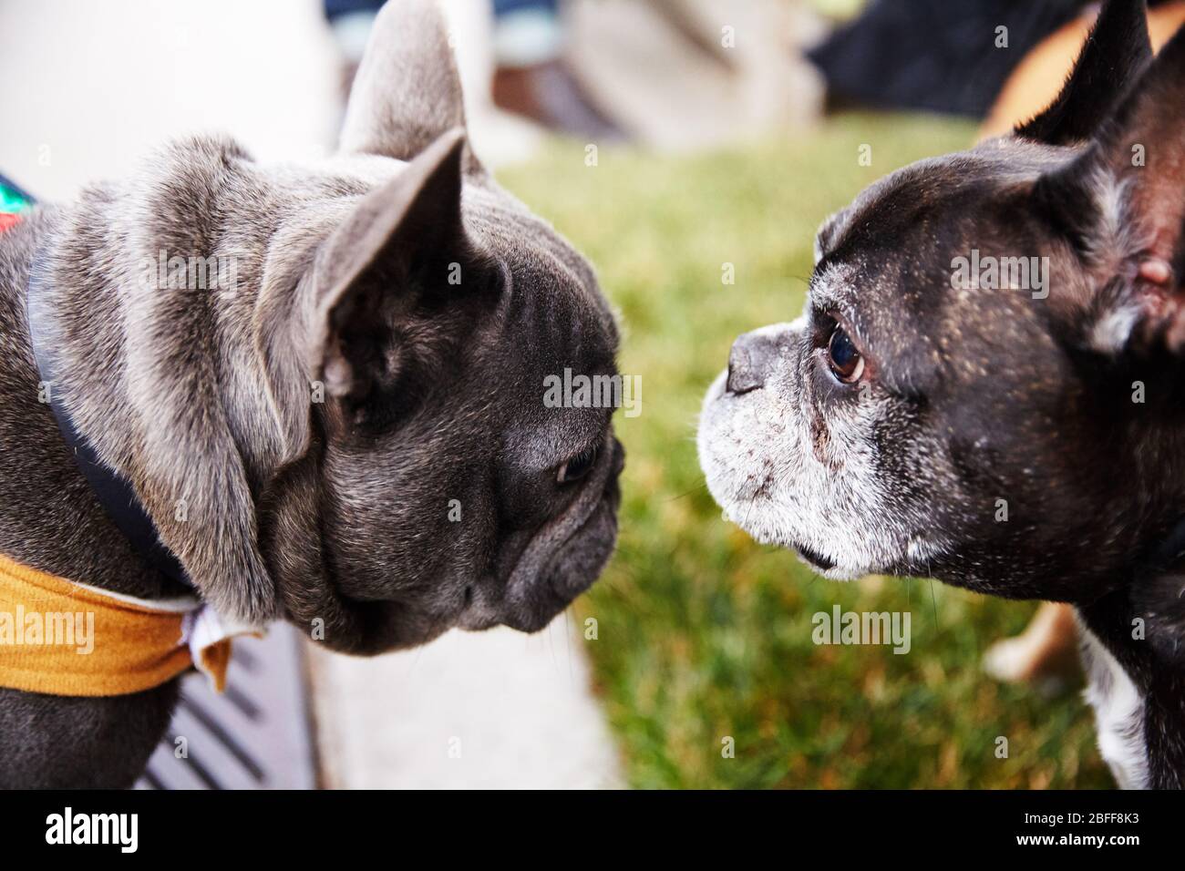 Two Frenchies (French Bulldogs) size each other up at the dog park ...