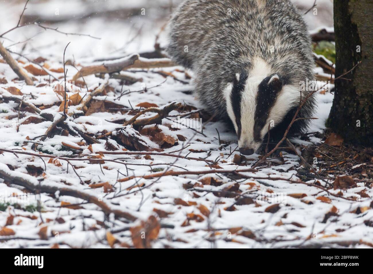 European badger in snow meles hi-res stock photography and images - Alamy
