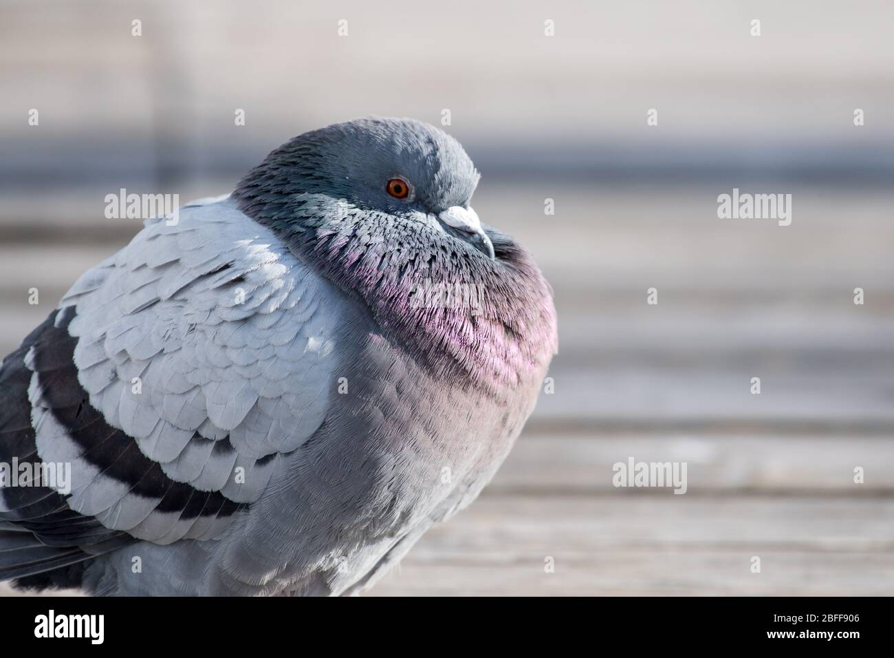 Polish pigeon hi-res stock photography and images - Alamy