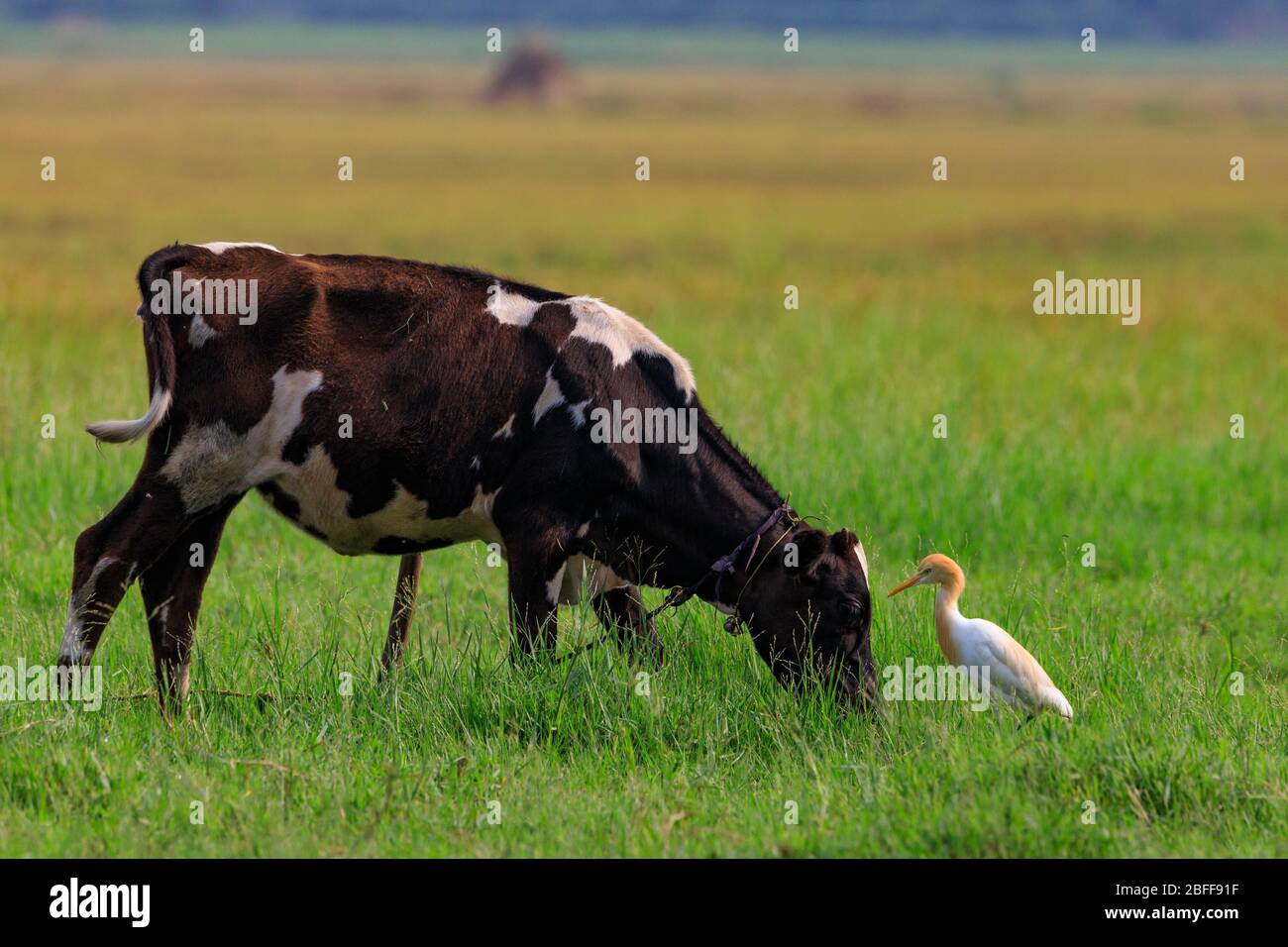 Friendship between cow and cattle egret / The beautiful face of Cow ...