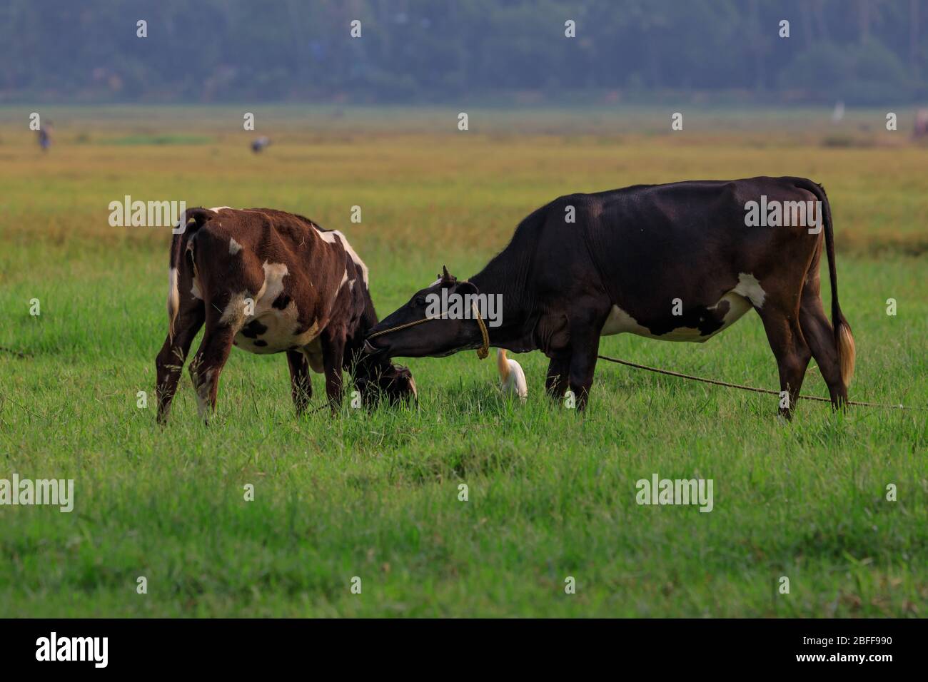 Friendship between cow and cattle egret / The beautiful face of Cow ...