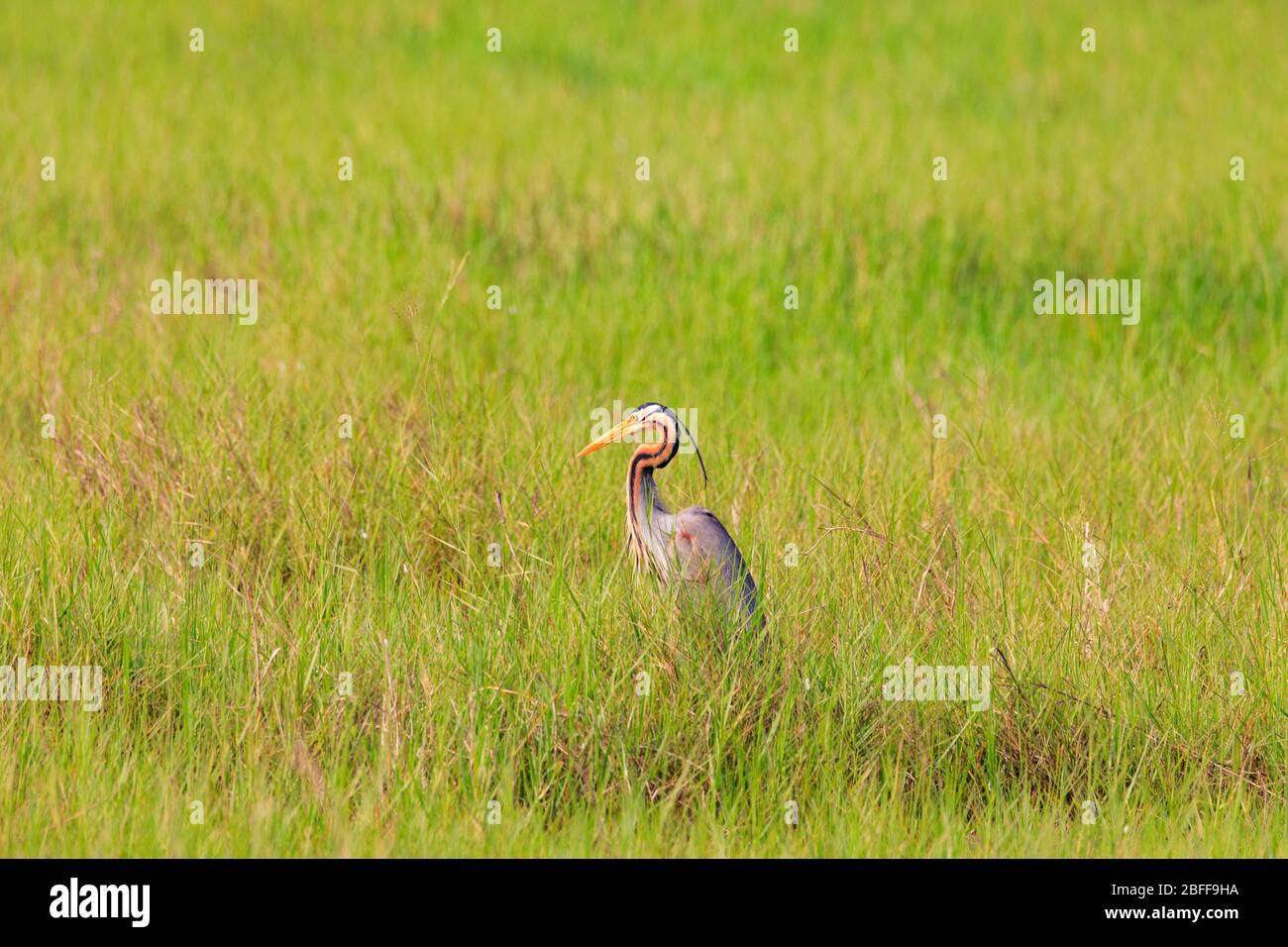 Wetland Birds royalty-free images Stock Photo - Alamy