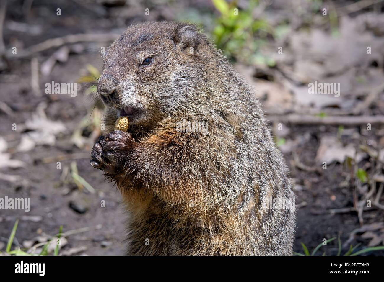 Close up woodchuck eating peanut hi-res stock photography and images ...
