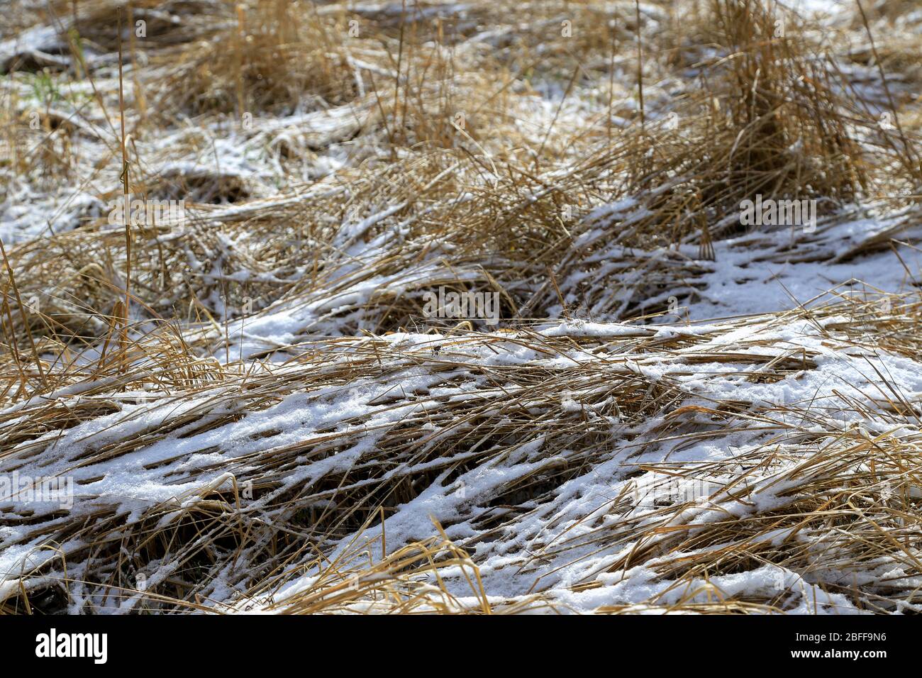 Snow covered grass Stock Photo - Alamy