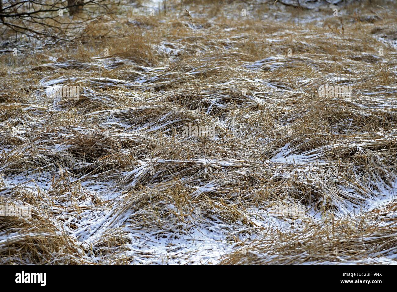Snow covered grass Stock Photo - Alamy