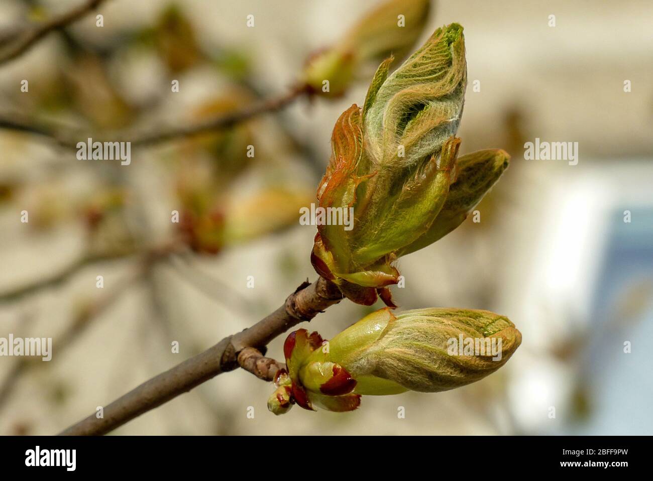 Botanical garden chestnut hi-res stock photography and images - Alamy