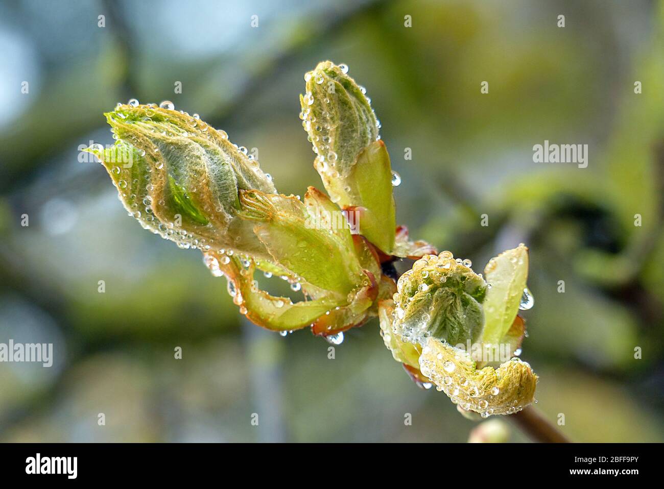 Spreading chestnut tree hi-res stock photography and images - Alamy