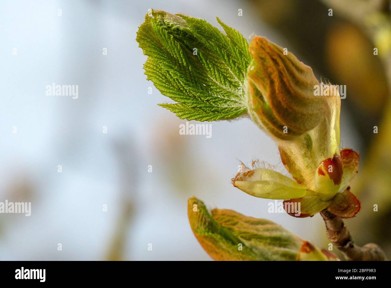 Spreading chestnut tree hi-res stock photography and images - Alamy