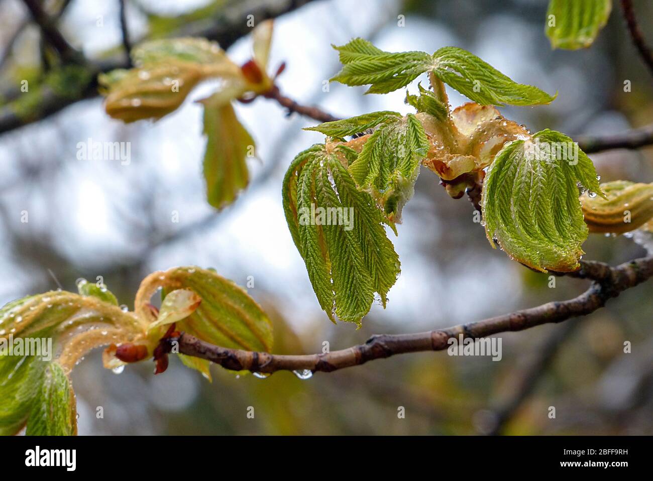 Spreading chestnut tree hi-res stock photography and images - Alamy