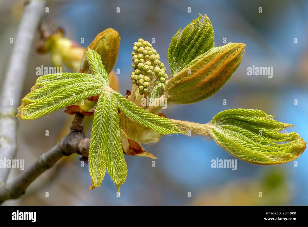 Spreading chestnut tree hi-res stock photography and images - Alamy