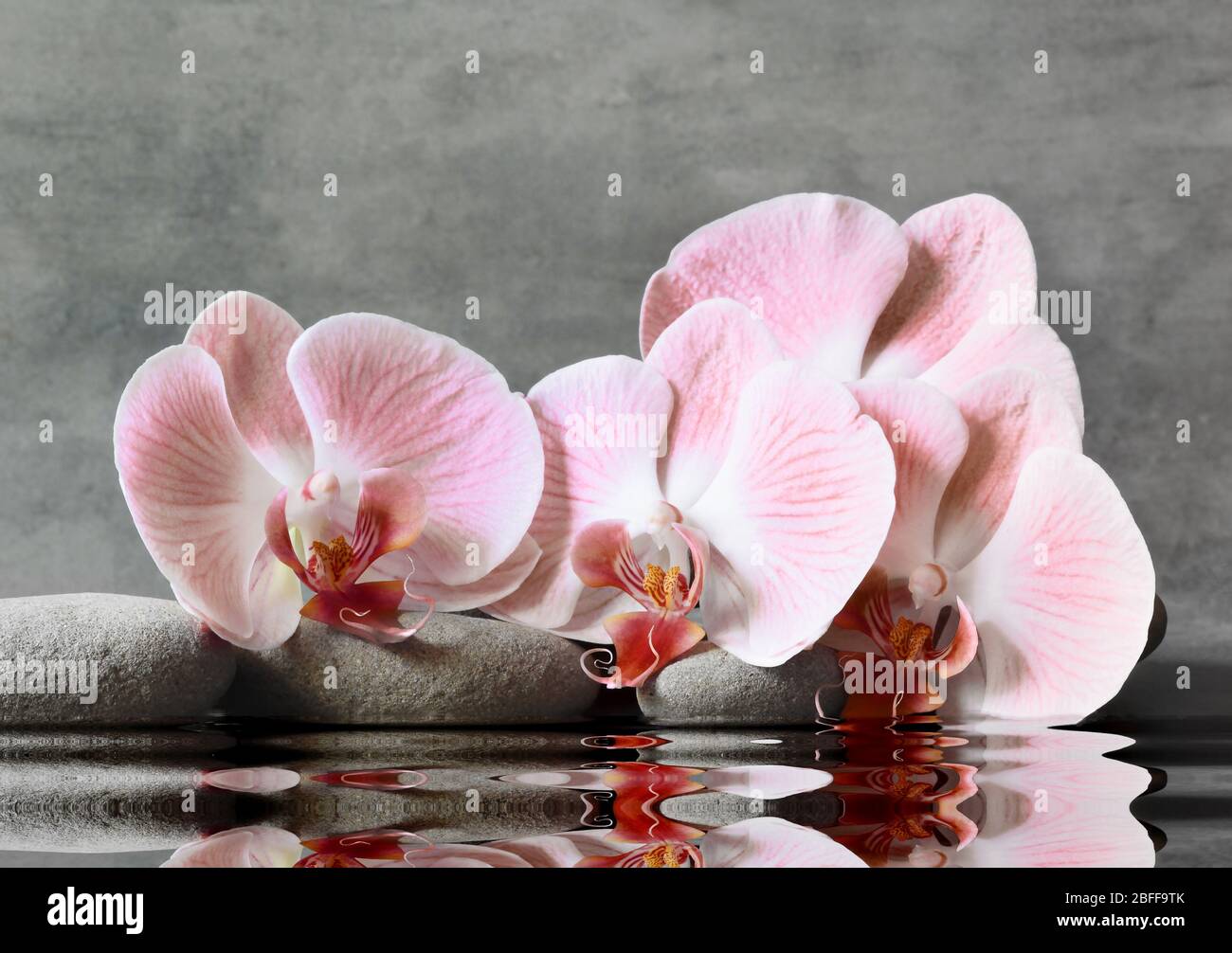 Set of pink orchid and gray spa stones on water and reflection. Spa ...
