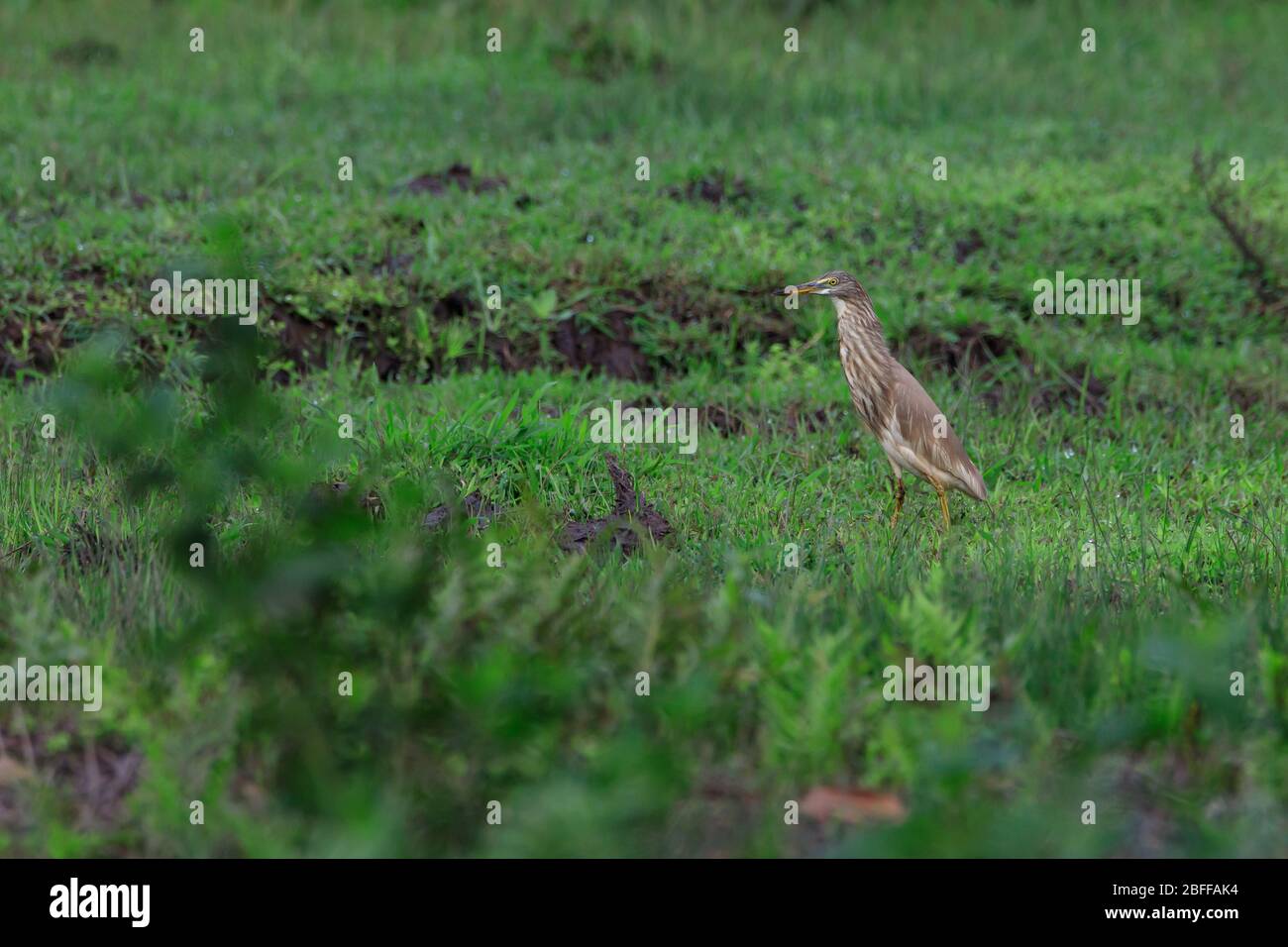 Wetland Birds royalty-free images Stock Photo - Alamy