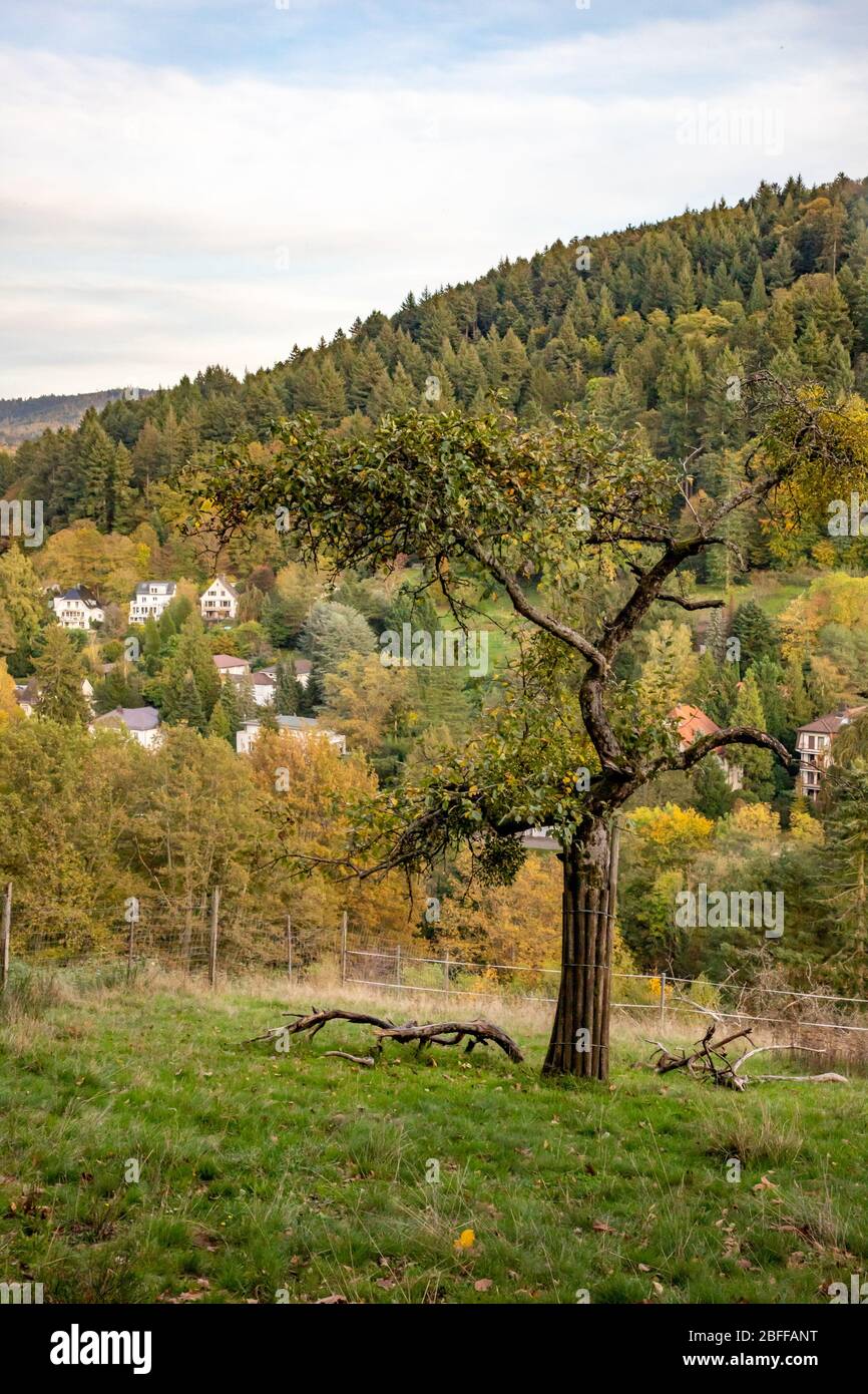 Black forest and Baden Baden village, Baden Baden, Germany Stock Photo ...