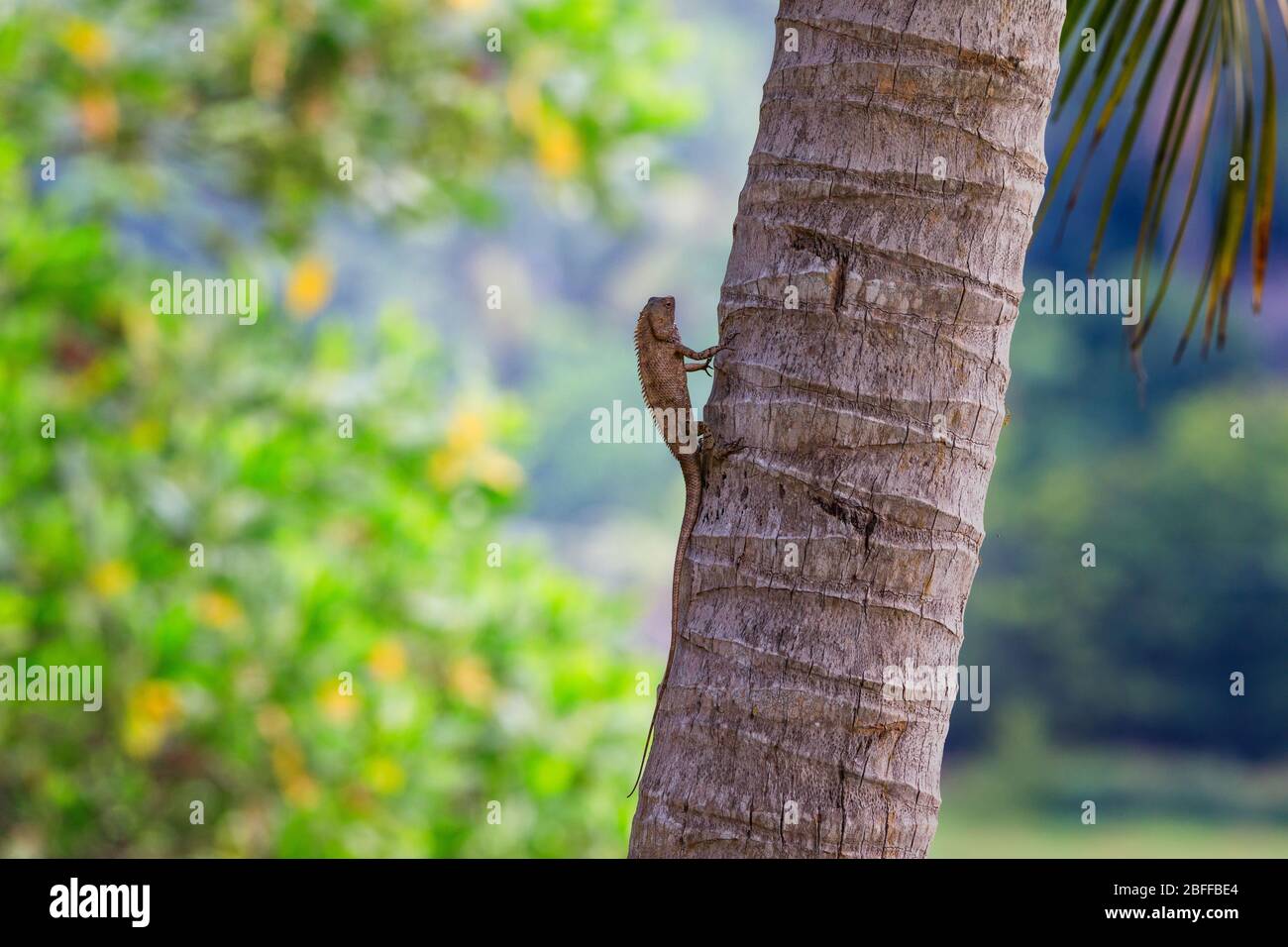 Close-up of a Oriental Garden Lizard, Calotes versicolor Stock Photo ...