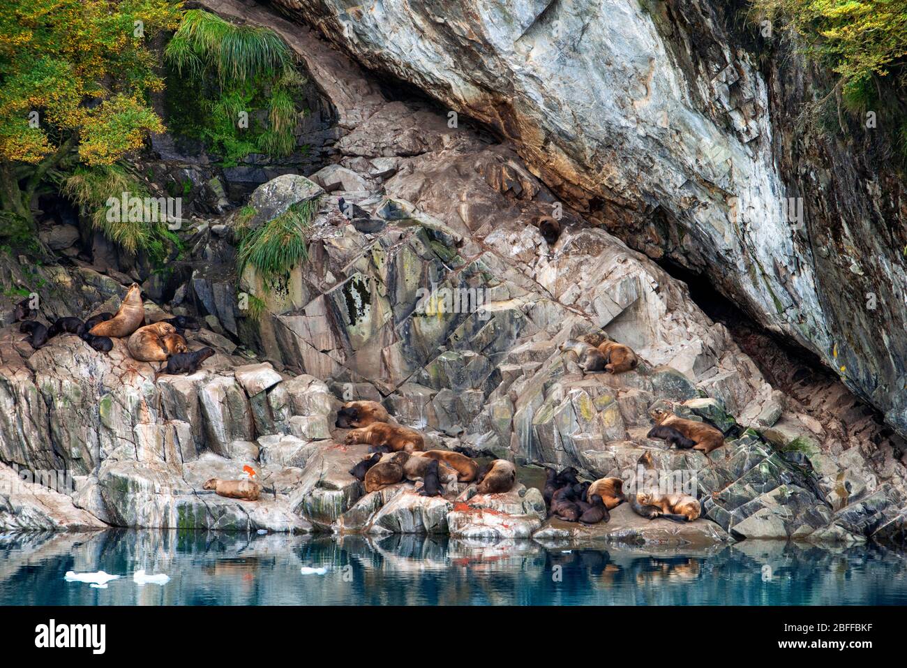 Sea lions in Fjord Calvo On The Edge Of The Sarmiento Channel in ...
