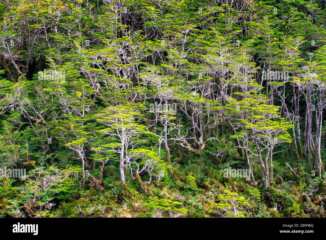 Green nature at Glacier Fernando in Fjord Calvo On The Edge Of The ...