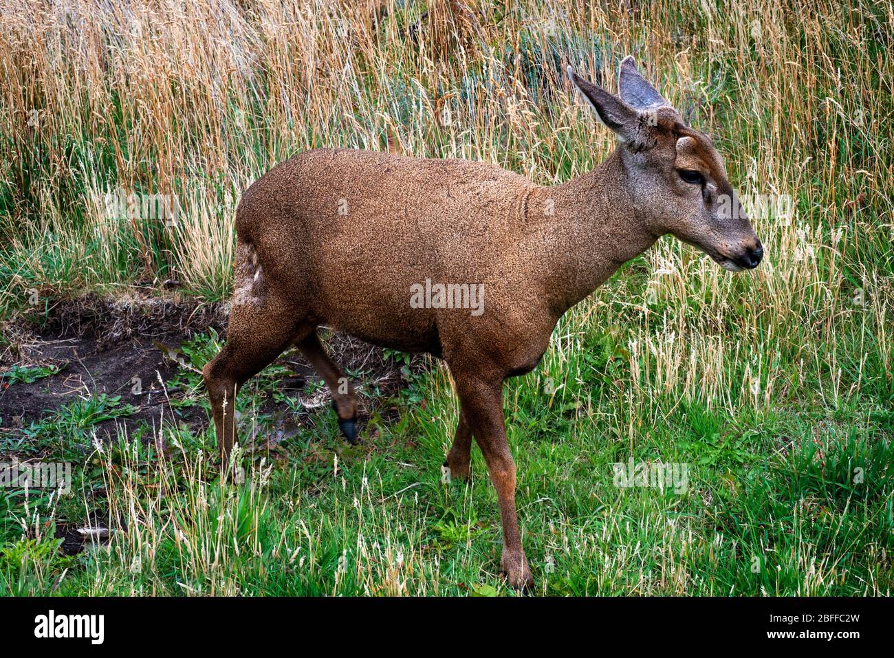 Chile National Animal
