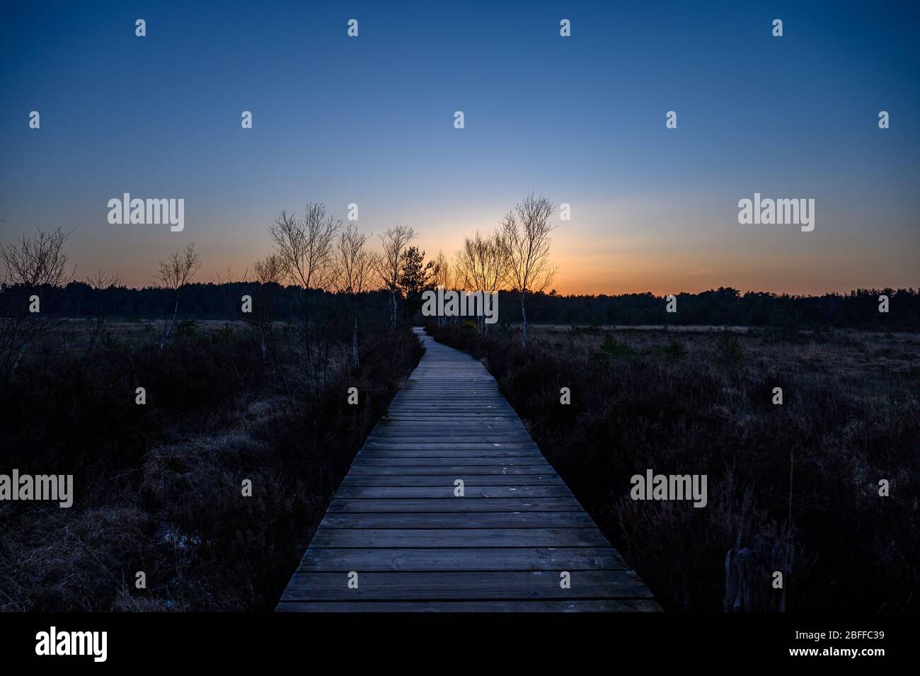Thursley National Nature Reserve, SSSI, Surrey Stock Photo - Alamy