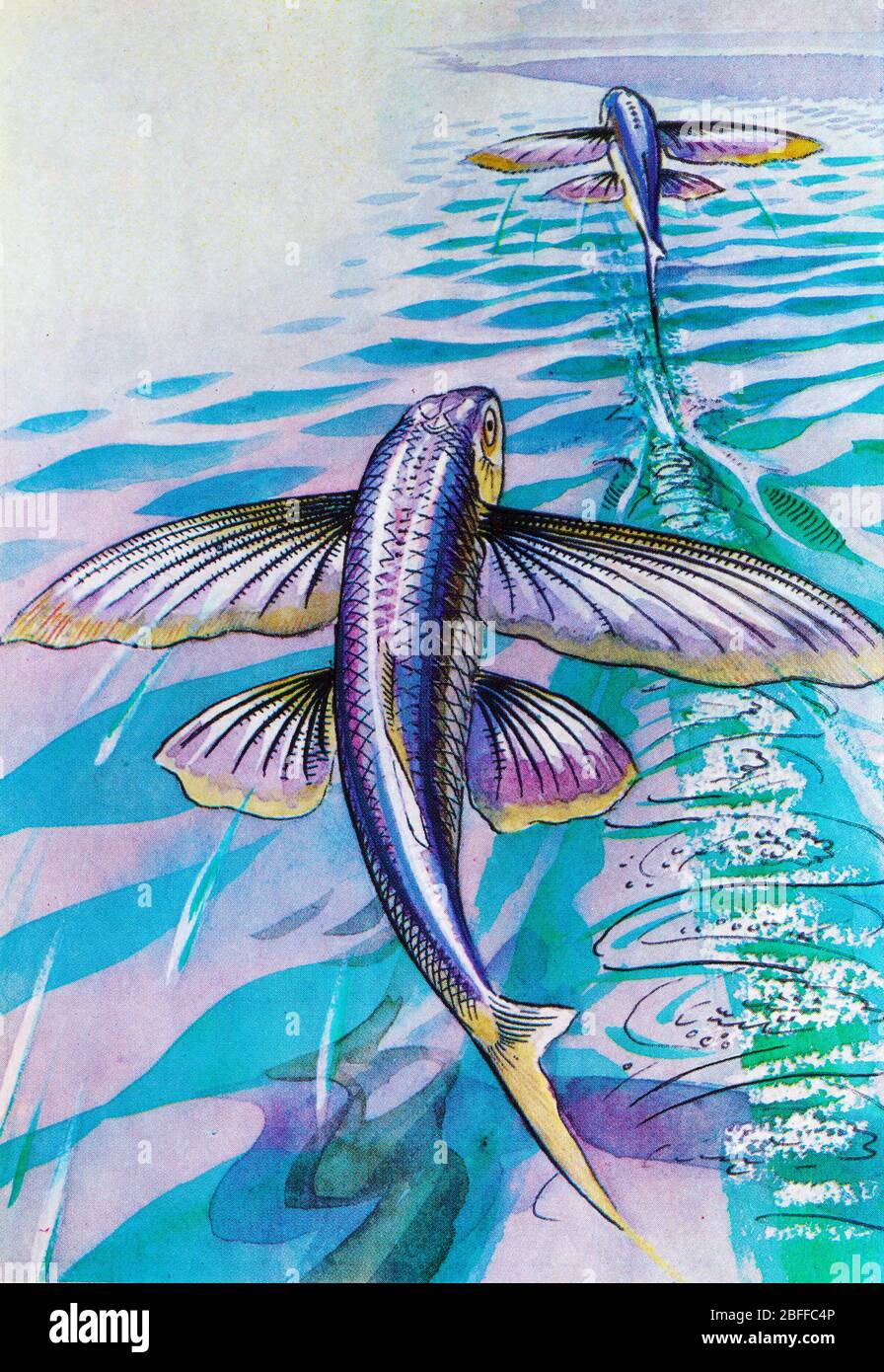 Flying fish illustration hi-res stock photography and images - Alamy