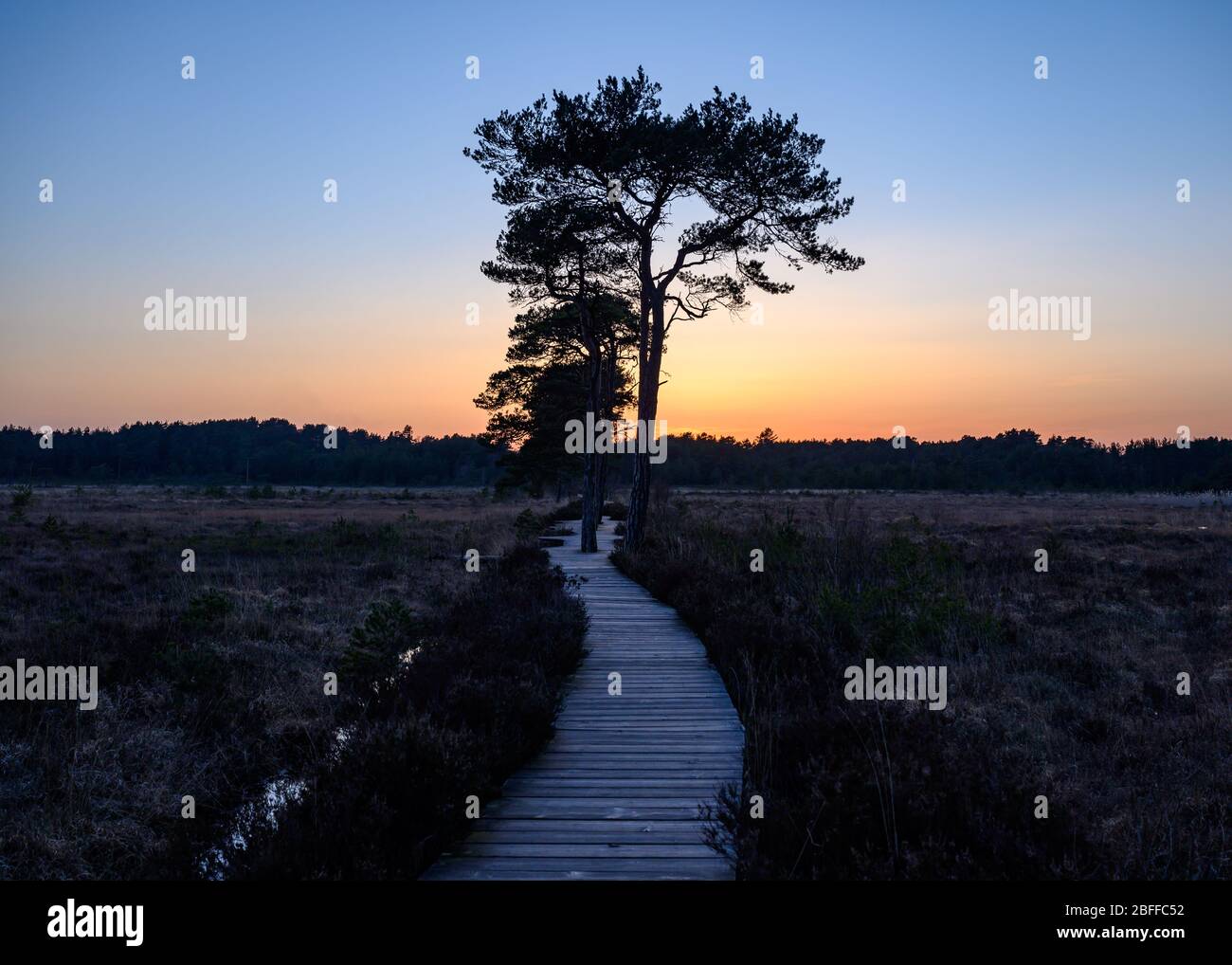 Thursley National Nature Reserve, SSSI, Surrey Stock Photo - Alamy
